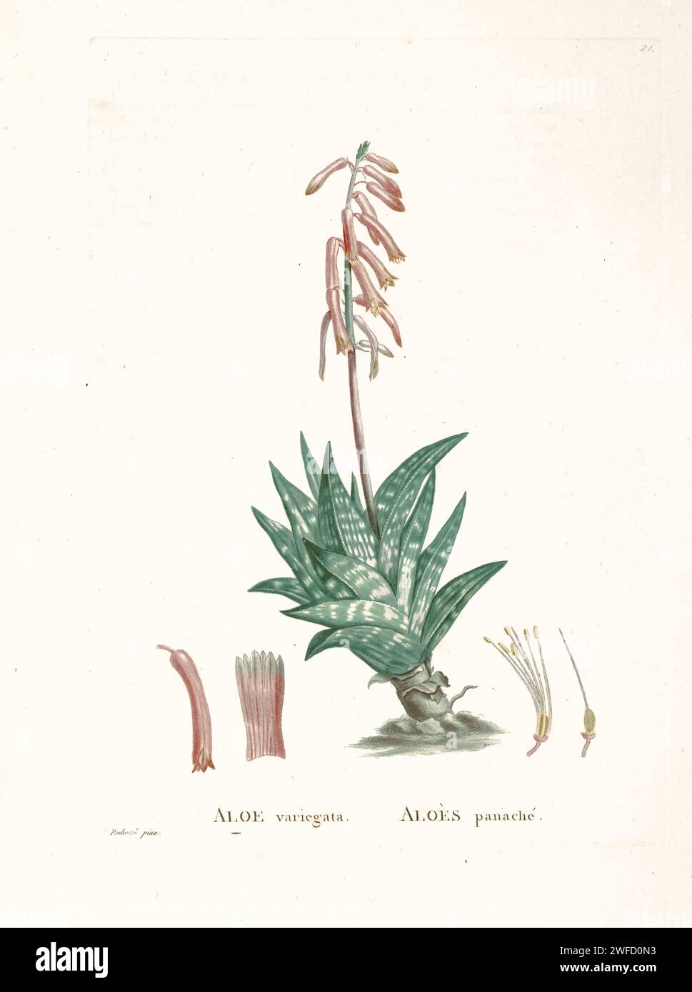 Aloe variegata L. from History of Succulent Plants [Plantarum historia ...