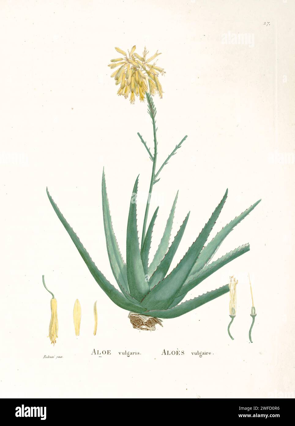 Aloe vulgaris Aloe abyssinica Lam. from History of Succulent Plants ...