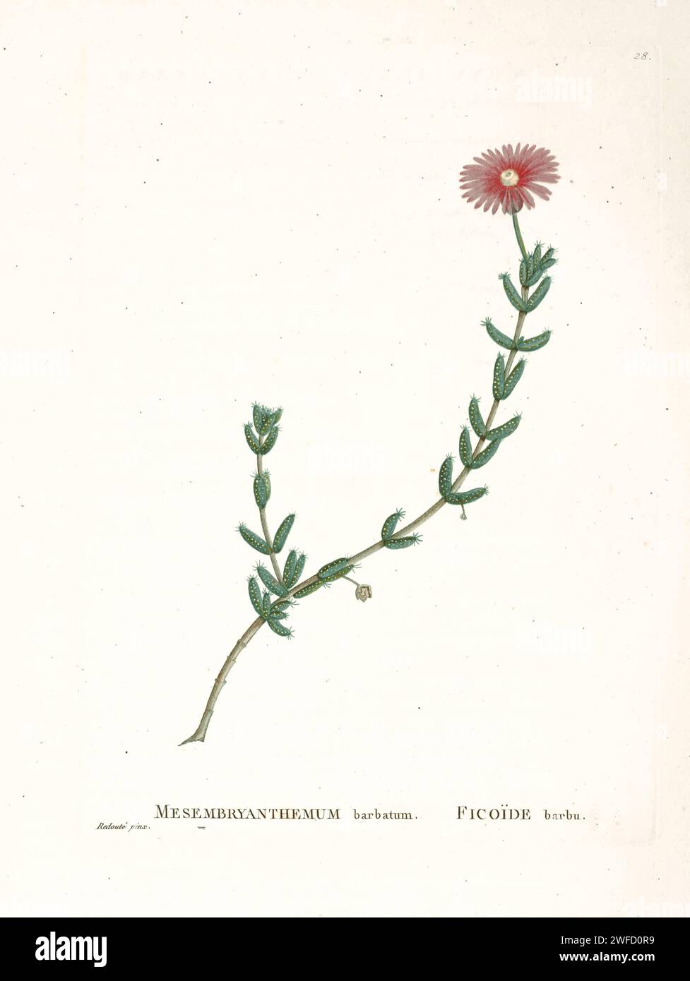 Trichodiadema barbatum here as Mesembryanthemum barbatum from History ...