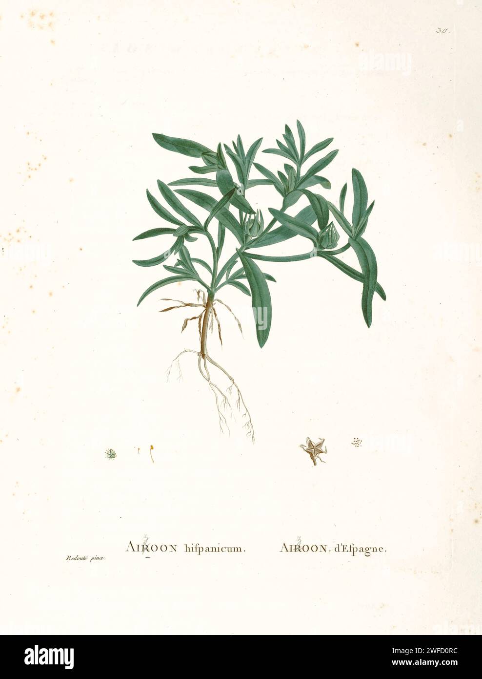 Aizoon hispanicum with typo from History of Succulent Plants [Plantarum ...
