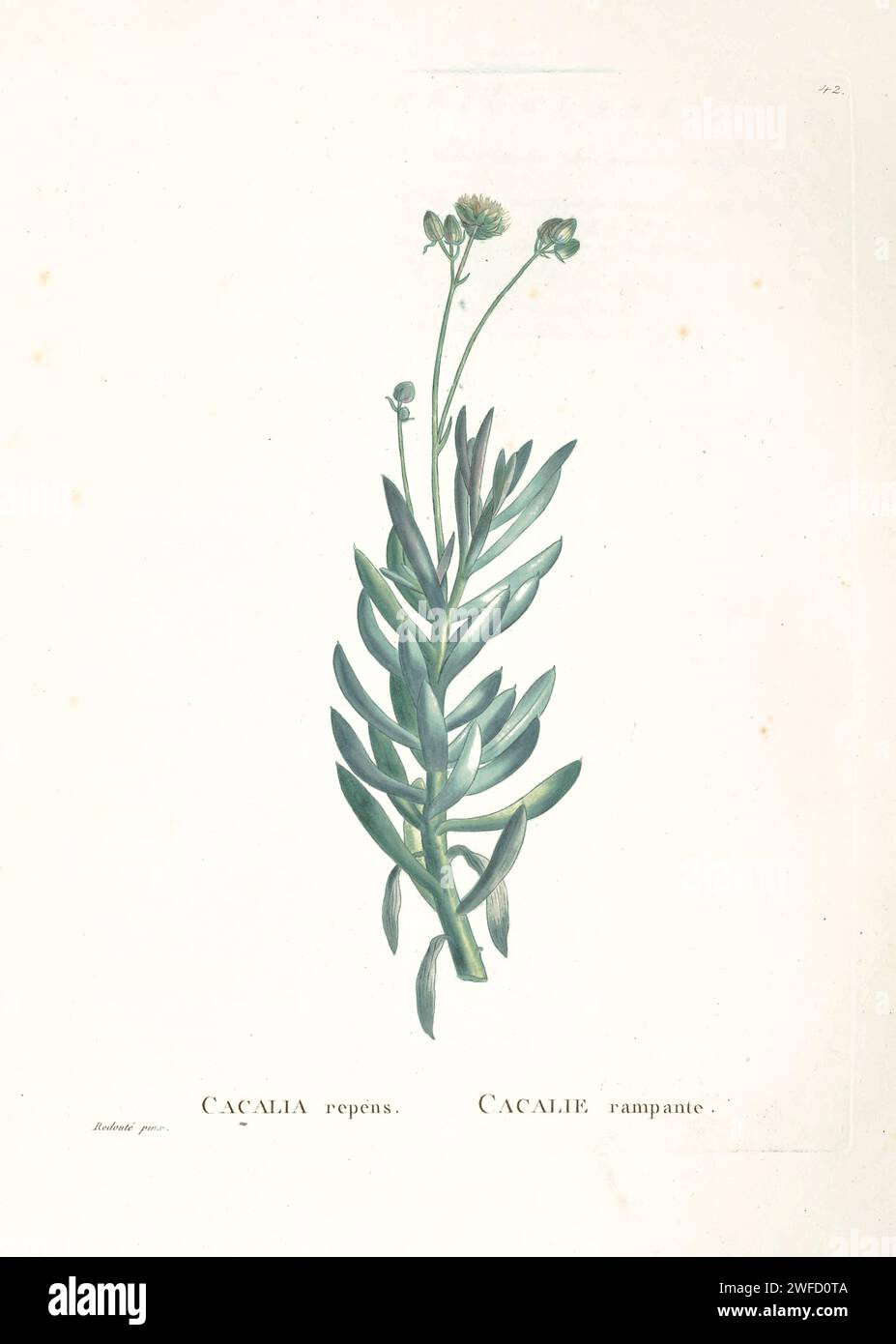 Senecio serpens Here As Cacalia repens from History of Succulent Plants ...