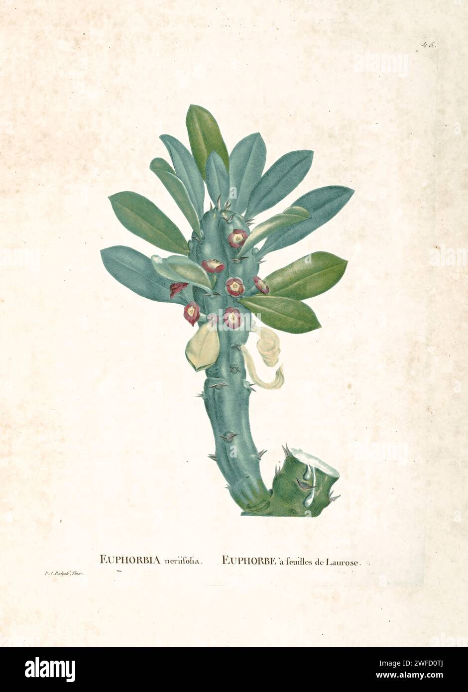 Carl linnaeus plant hi-res stock photography and images - Alamy