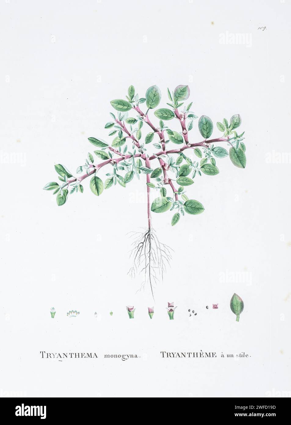 Trianthema monogyna from History of Succulent Plants [Plantarum ...