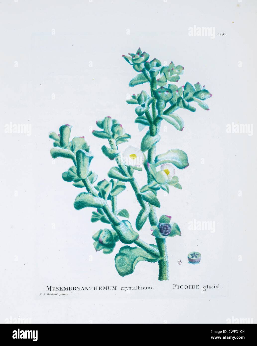 Mesembryanthemum crystallinum from History of Succulent Plants ...