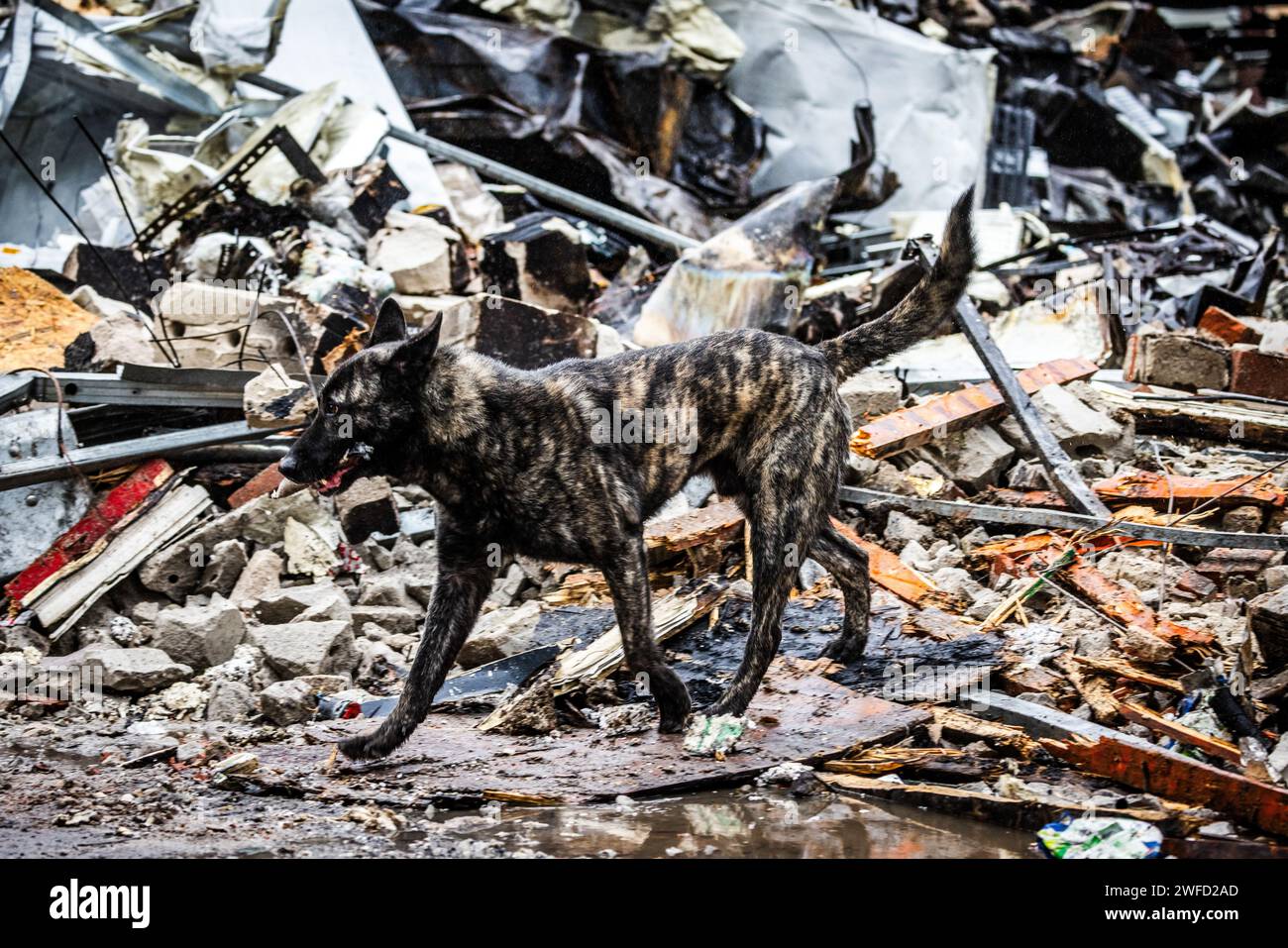 ROTTERDAM - Investigation with a police dog at the site where an ...