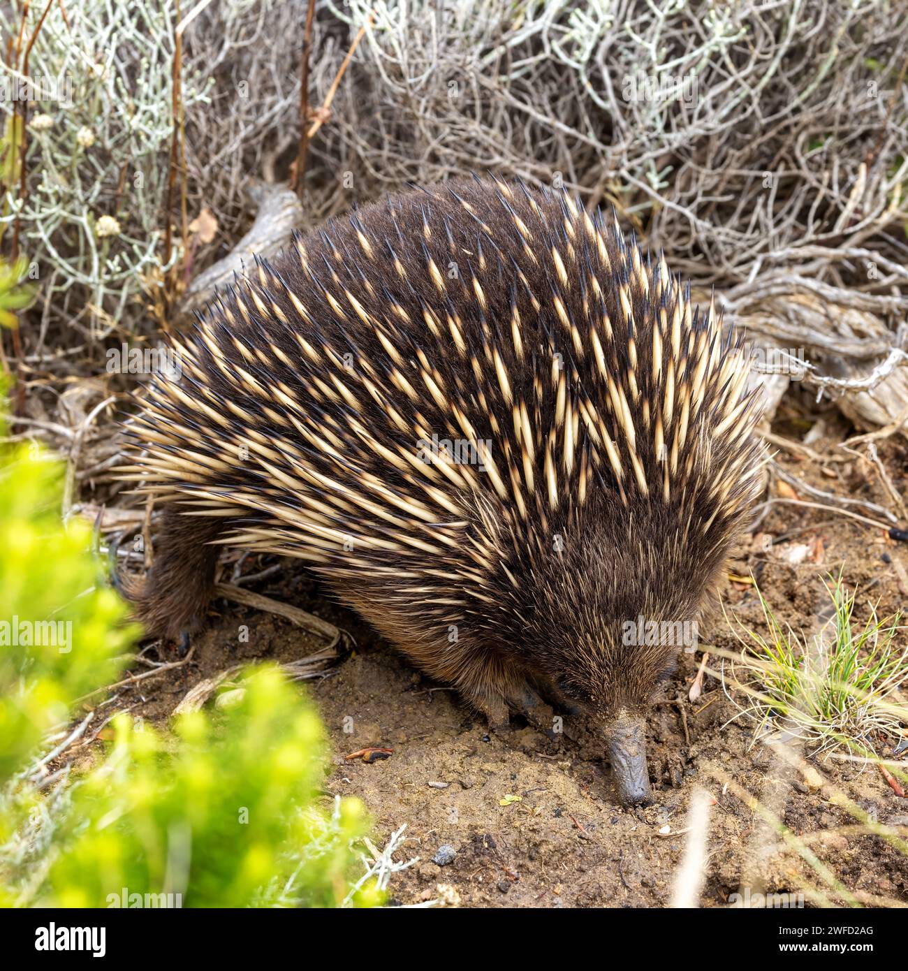 Echidna Australian Egglaying Monotreme Stock Footage