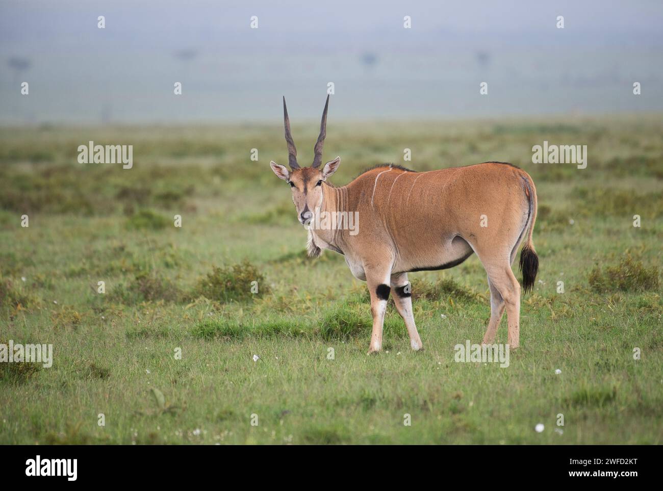 Eland (Tragotragus oryx), Olare Motorogi Conservancy, Mara, Kenya Stock ...