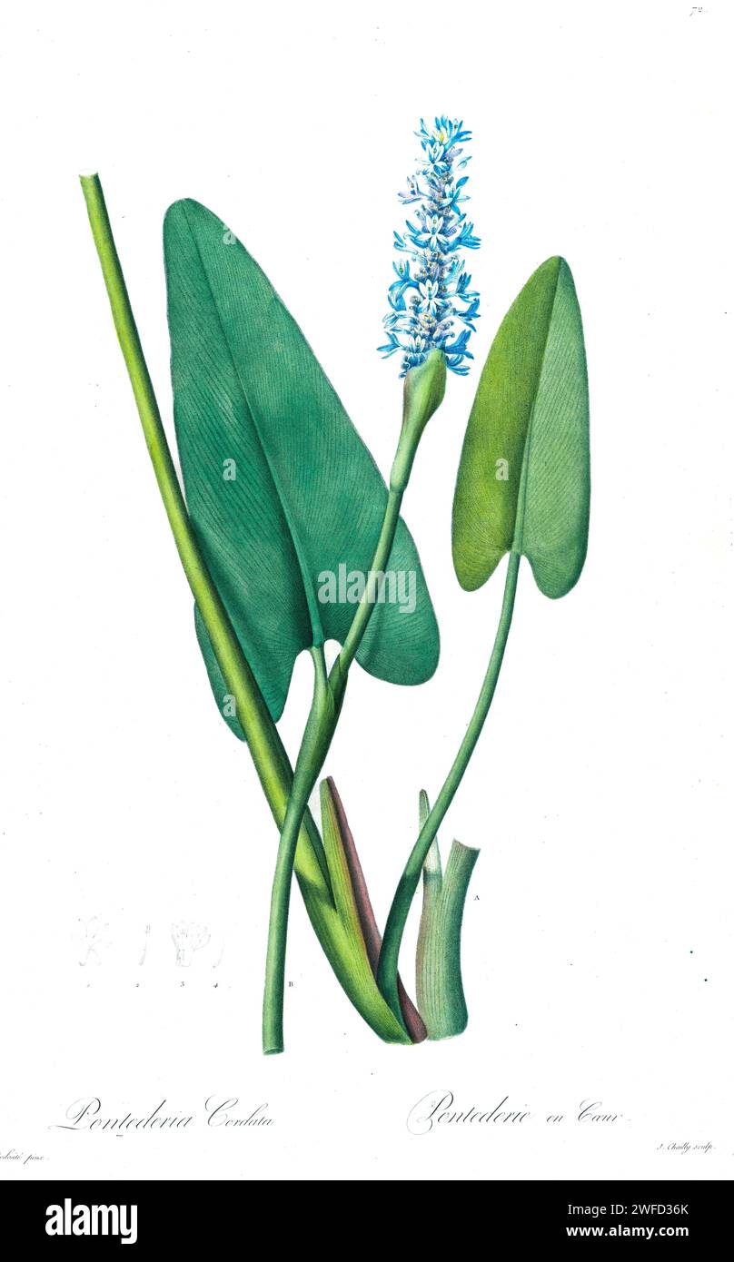 Pickerelweed Cut Out Stock Images & Pictures - Alamy