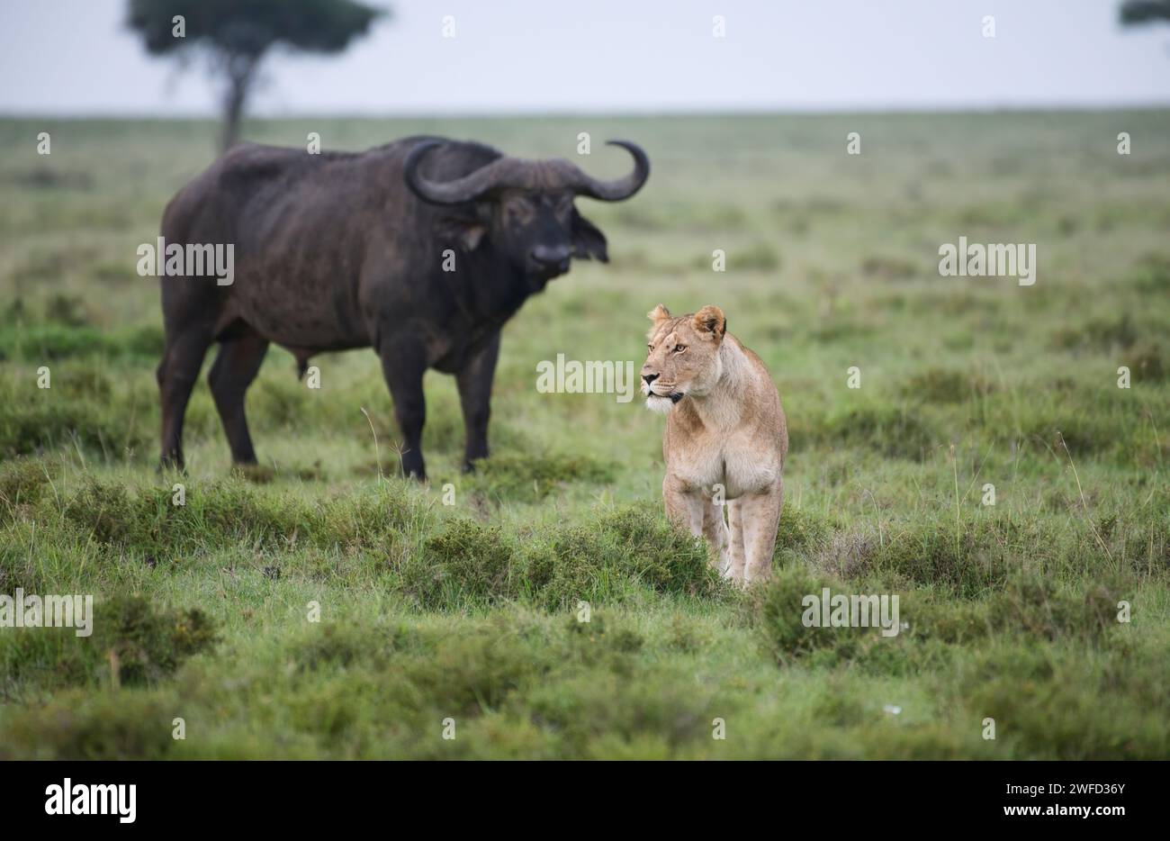 African lion (Panthera leo), female being watched by cape buffalo. The ...