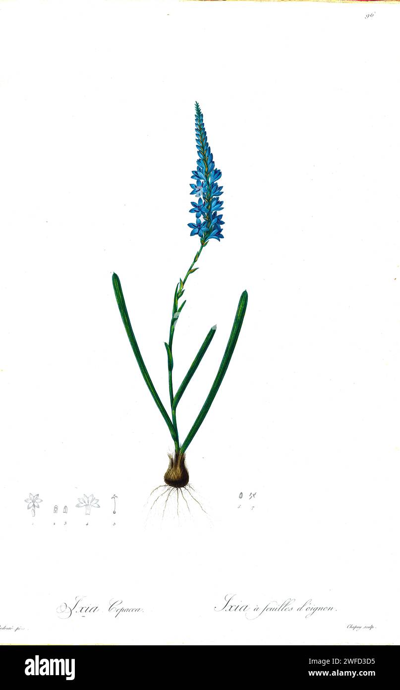 IXIA СЕРАСЕА by Pierre-Joseph Redouté’s Les Liliacées a tome of plant ...