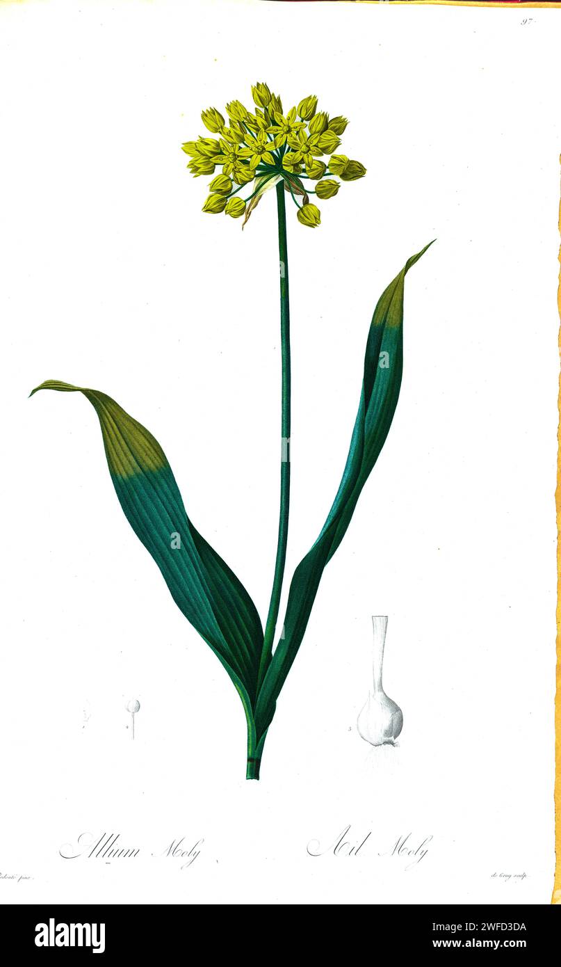 Allium moly, also known as yellow garlic, golden garlic and lily leek ...