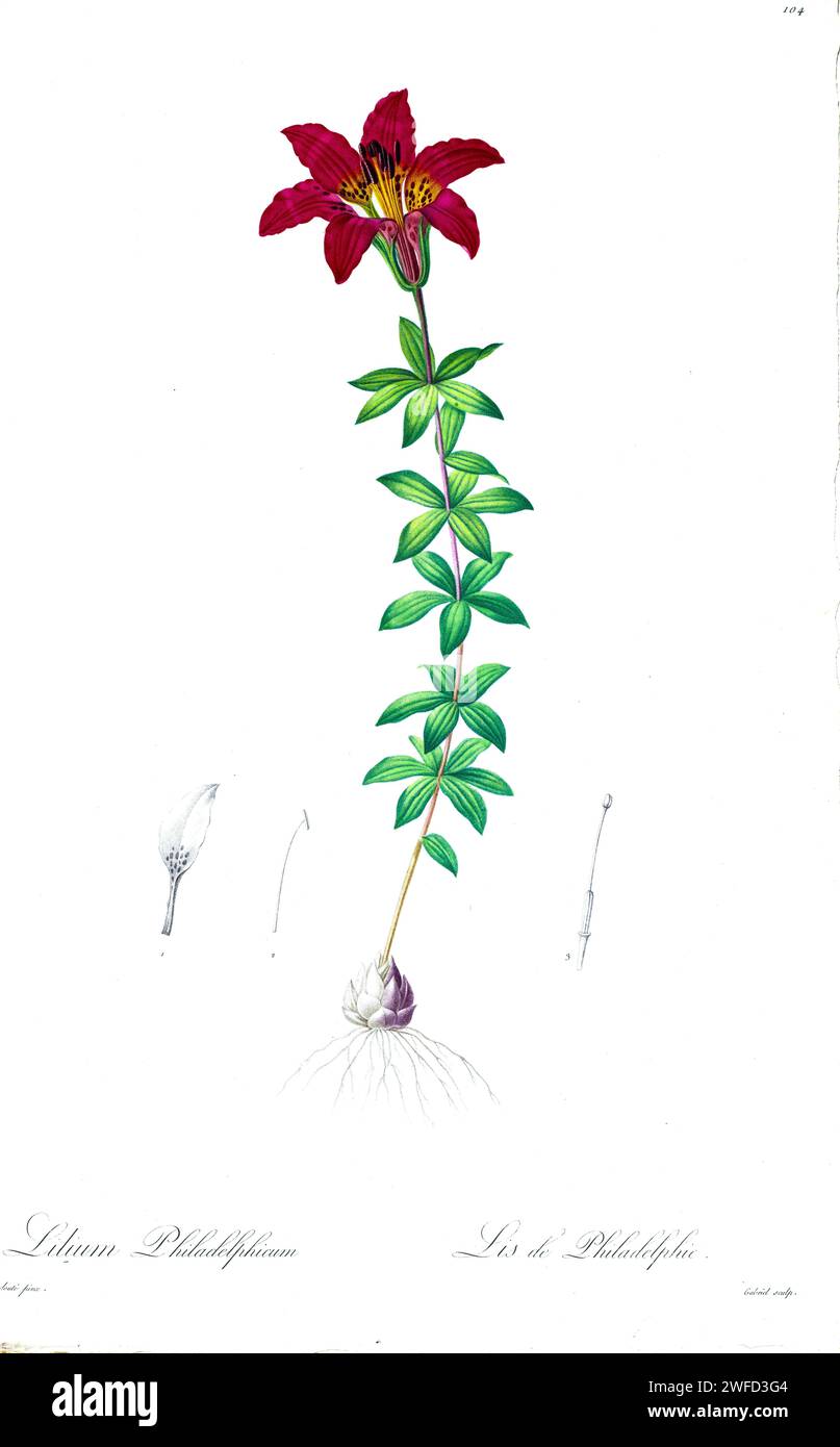 Lilium philadelphicum, also known as the wood lily, Philadelphia lily ...