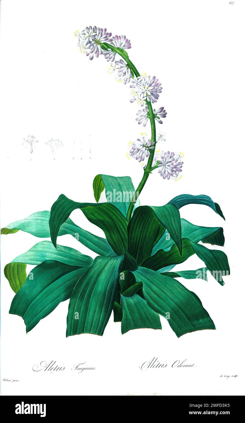 Aletris species hi-res stock photography and images - Alamy