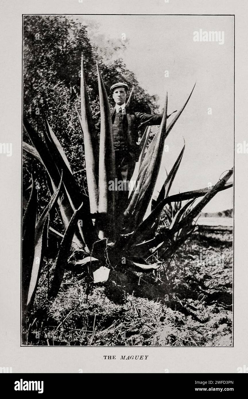 The Maguey Mexico by Nevin Otto Winter Agave americana, commonly known ...