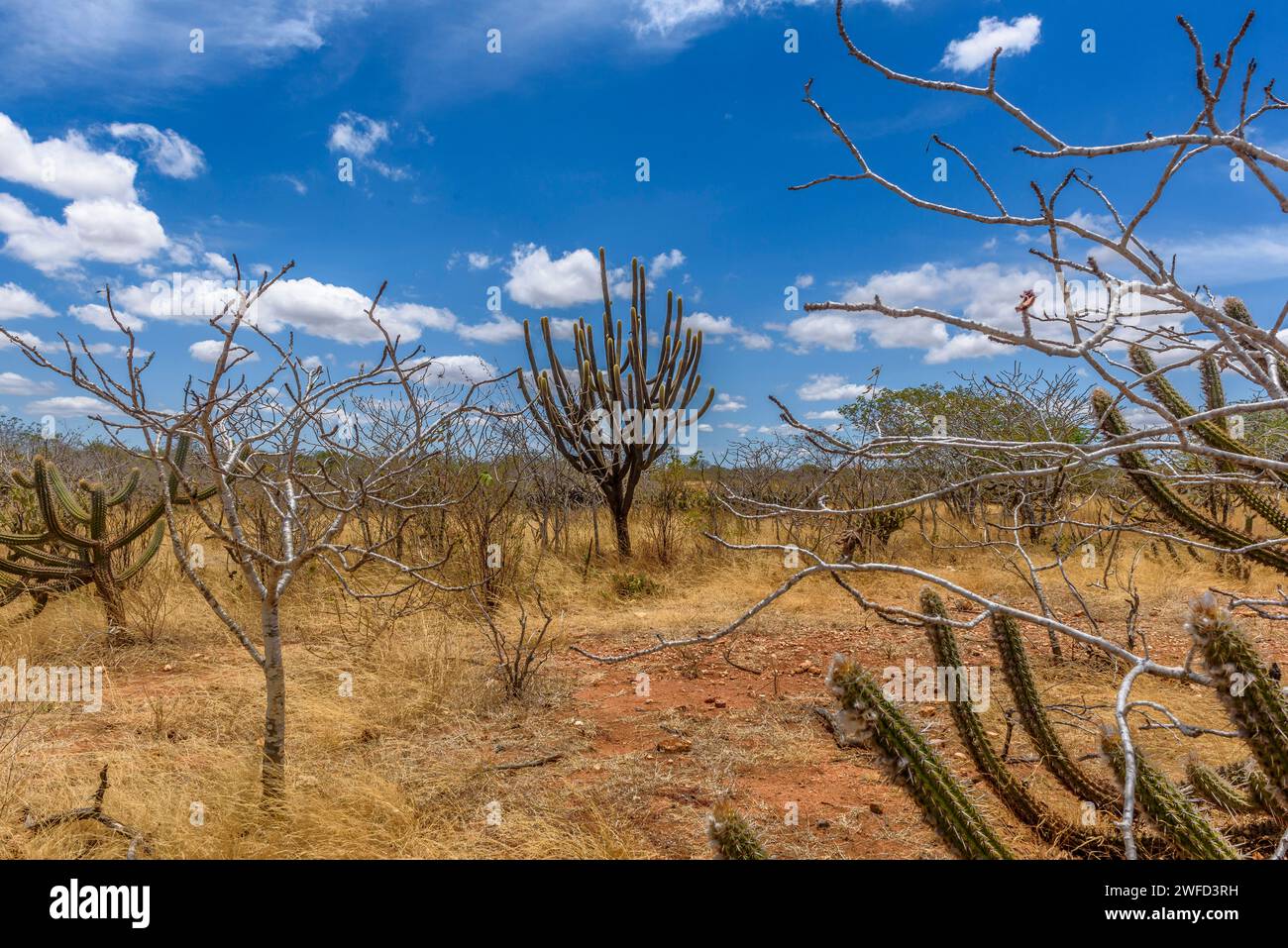 Brazilian biome Caatinga, typical vegetation with xique-xique cactus in ...