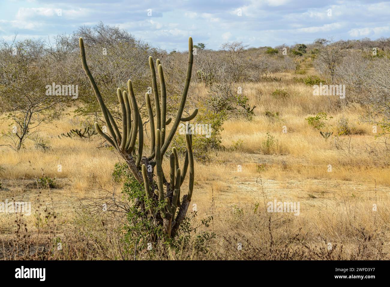 Brazilian biome Caatinga, typical vegetation with xique-xique cactus in ...