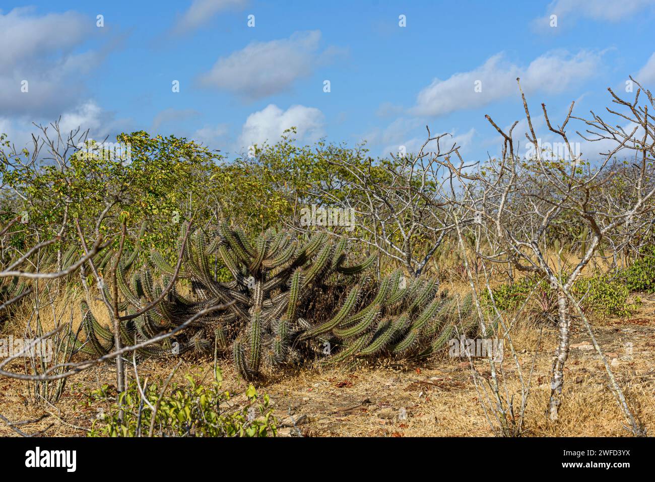 Brazilian biome Caatinga, typical vegetation with xique-xique cactus in ...