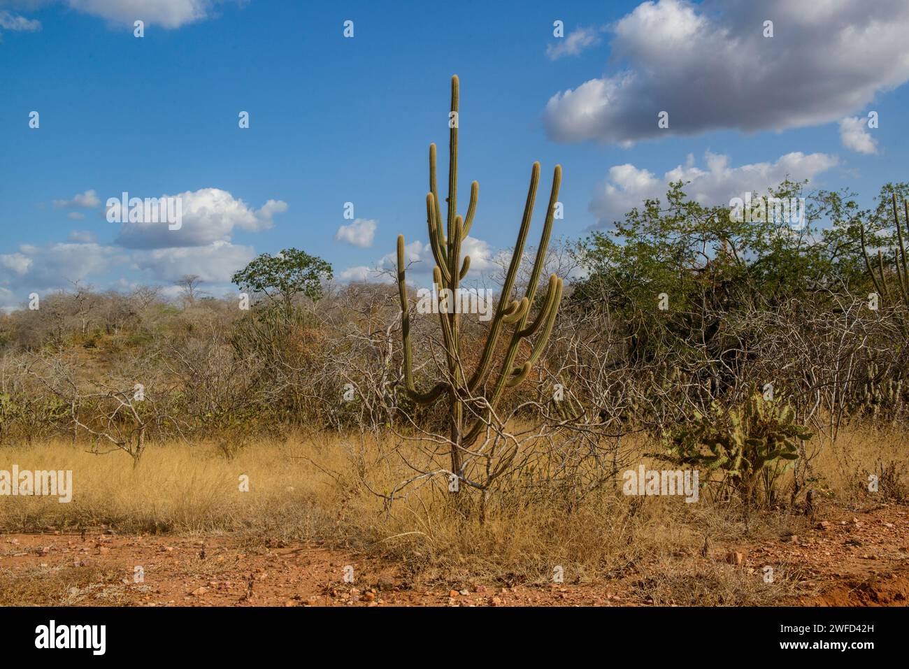Brazilian biome Caatinga, typical vegetation with xique-xique cactus in ...