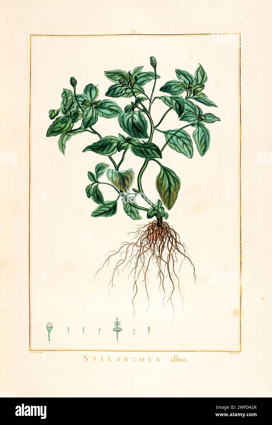 Spilanthes albus here as Spilanthus albus Hand Painted by Pierre-Joseph ...