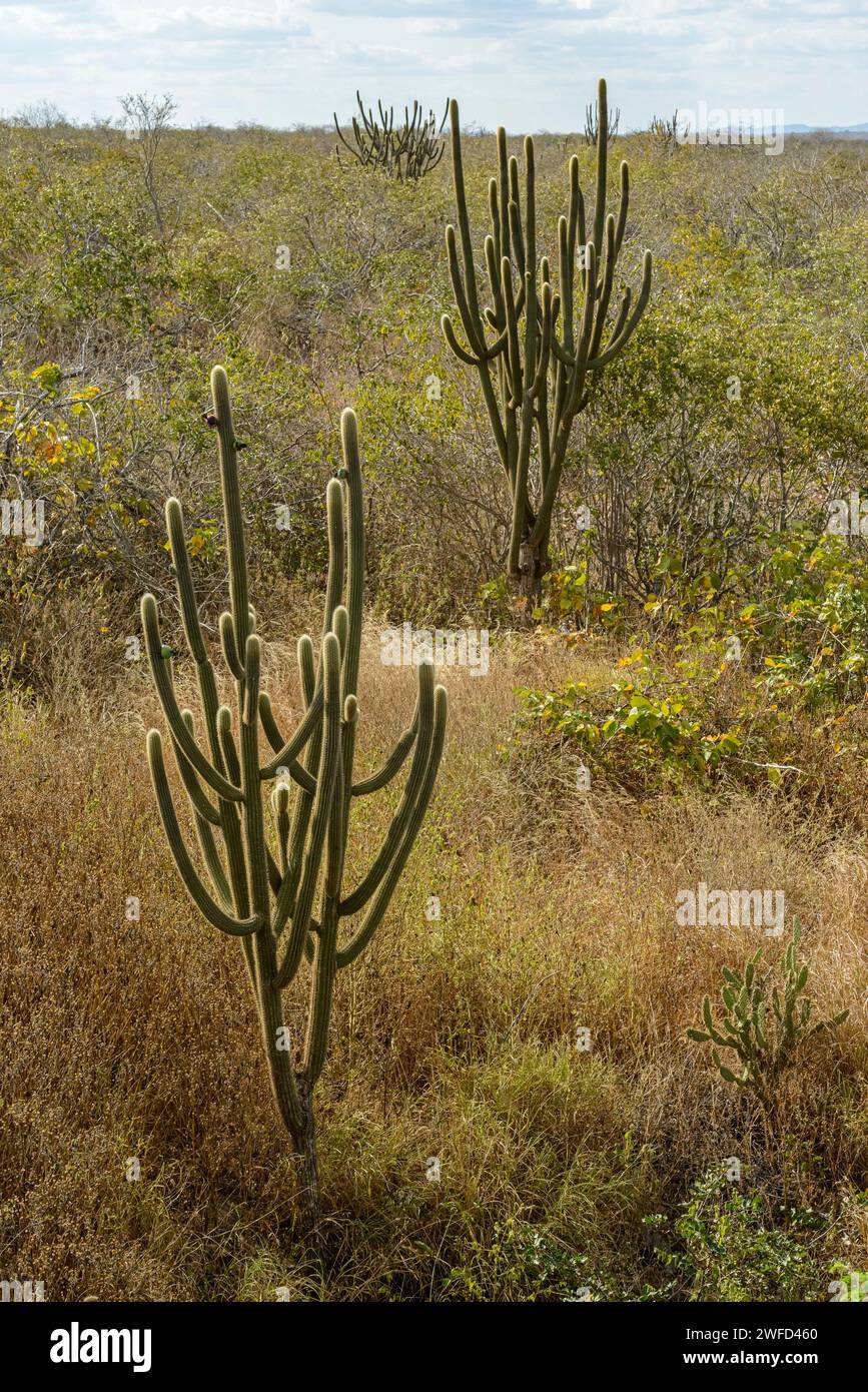 Brazilian biome Caatinga, typical vegetation with xique-xique cactus in ...