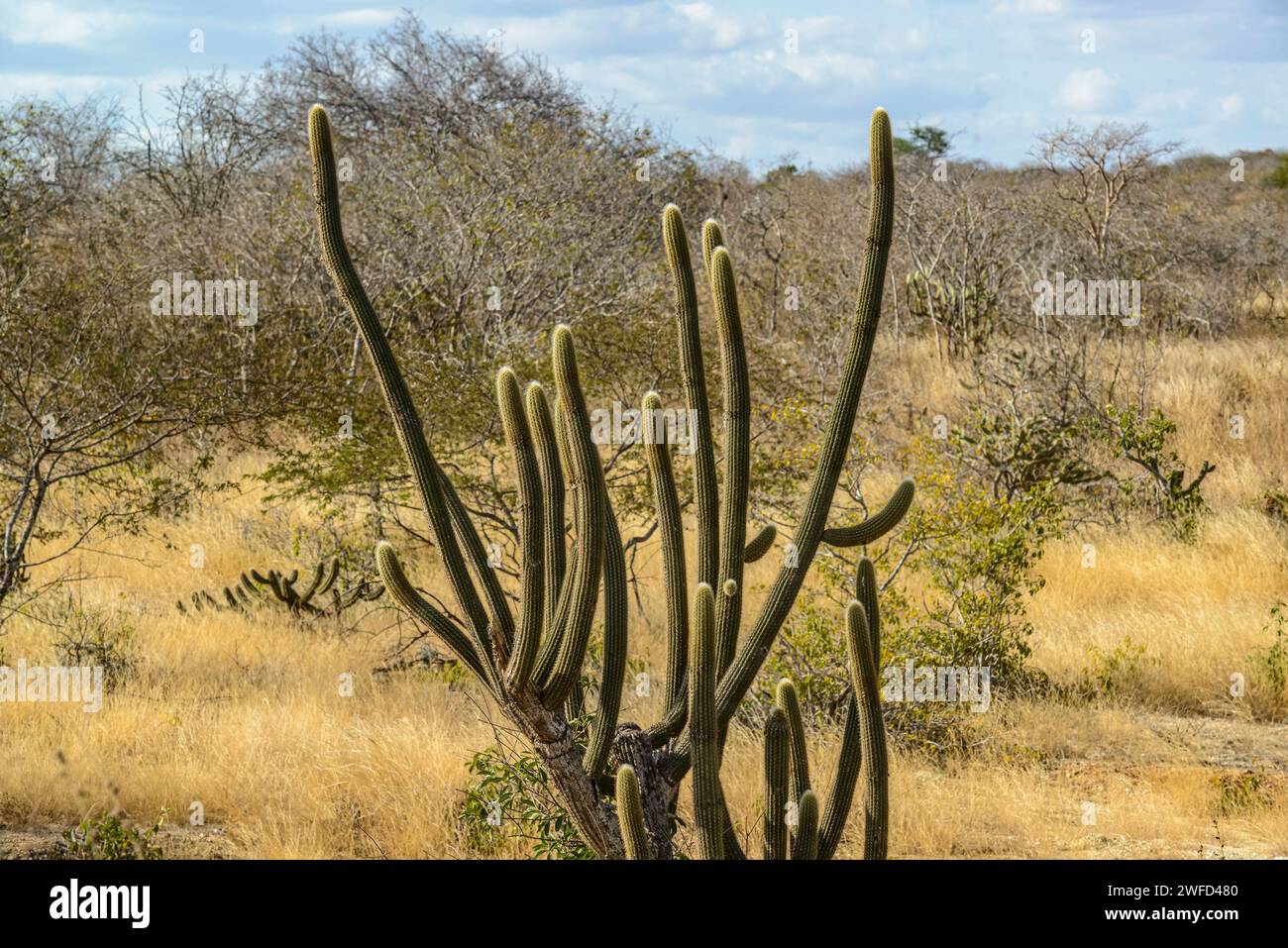 Brazilian biome Caatinga, typical vegetation with xique-xique cactus in ...