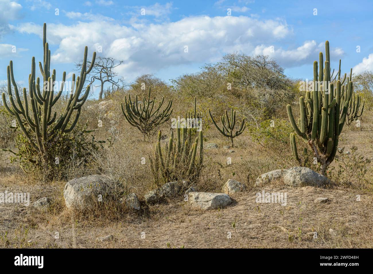 Cactus, rocks and typical vegetation of the Brazilian Caatinga Biome in ...