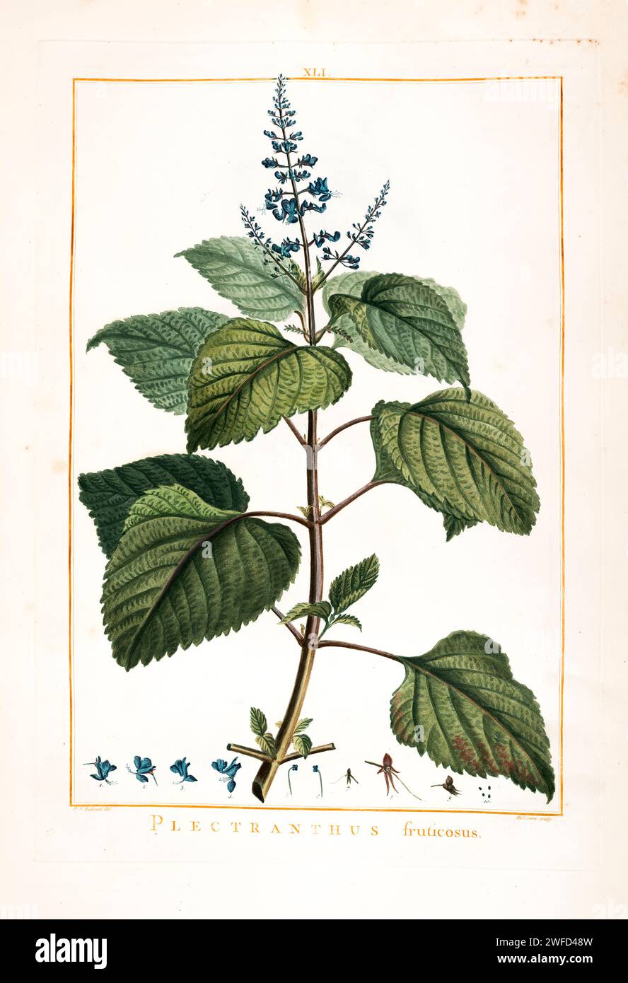Plectranthus fruticosus, the forest spurflower, is a species of ...