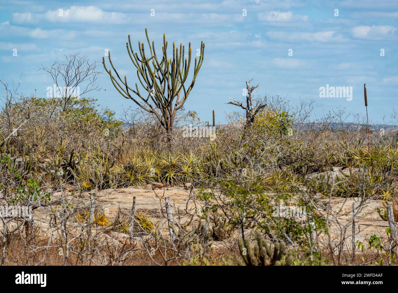 Cactus, rocks and typical vegetation of the Brazilian Caatinga Biome in ...