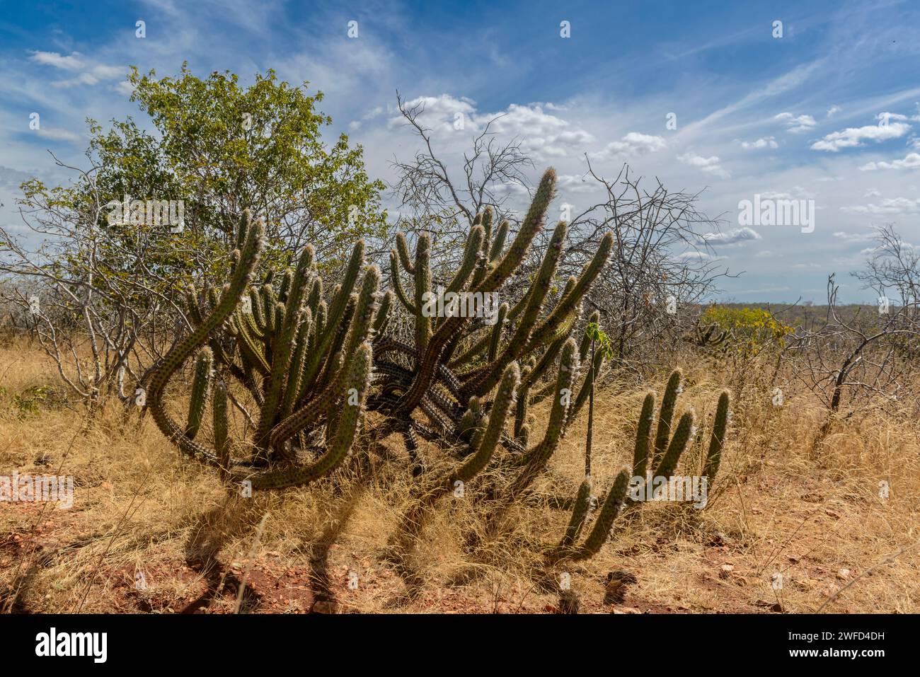 Cactus, rocks and typical vegetation of the Brazilian Caatinga Biome in ...