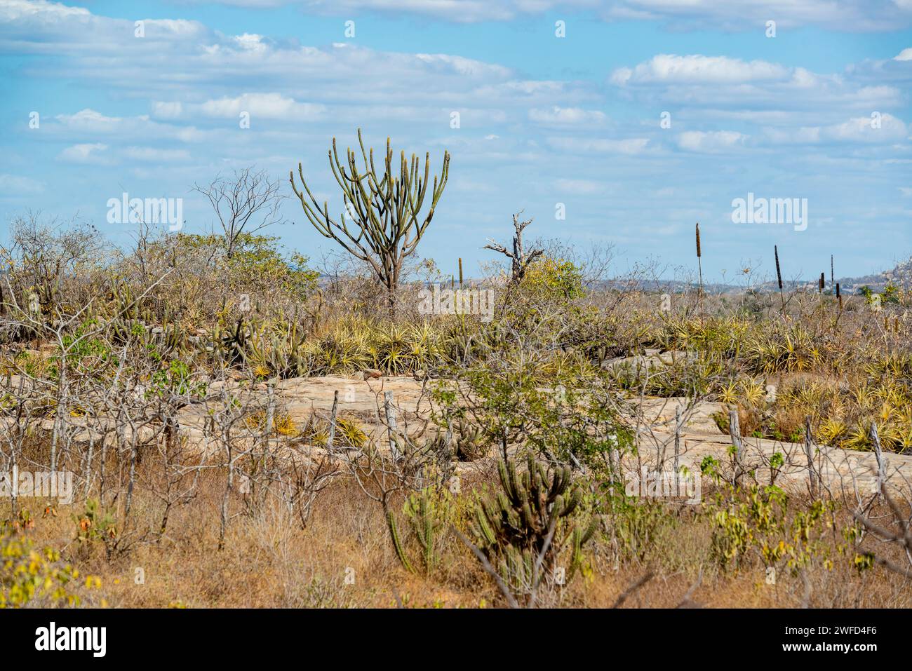 Cactus, rocks and typical vegetation of the Brazilian Caatinga Biome in ...