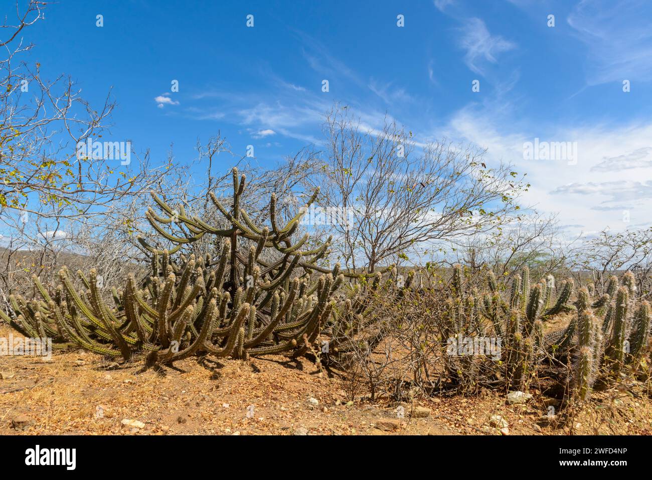 Cactus, rocks and typical vegetation of the Brazilian Caatinga Biome in ...