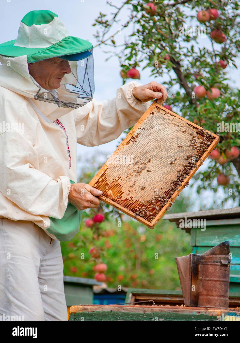 Close up frame with honey. Male beekeeper holding a frame with ...