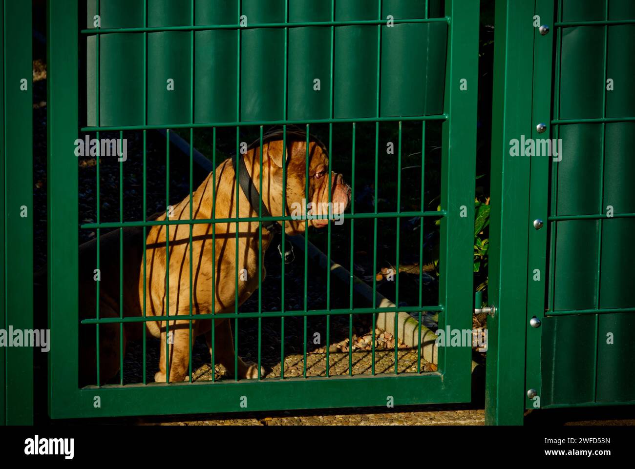Guard dog fence hi-res stock photography and images - Alamy