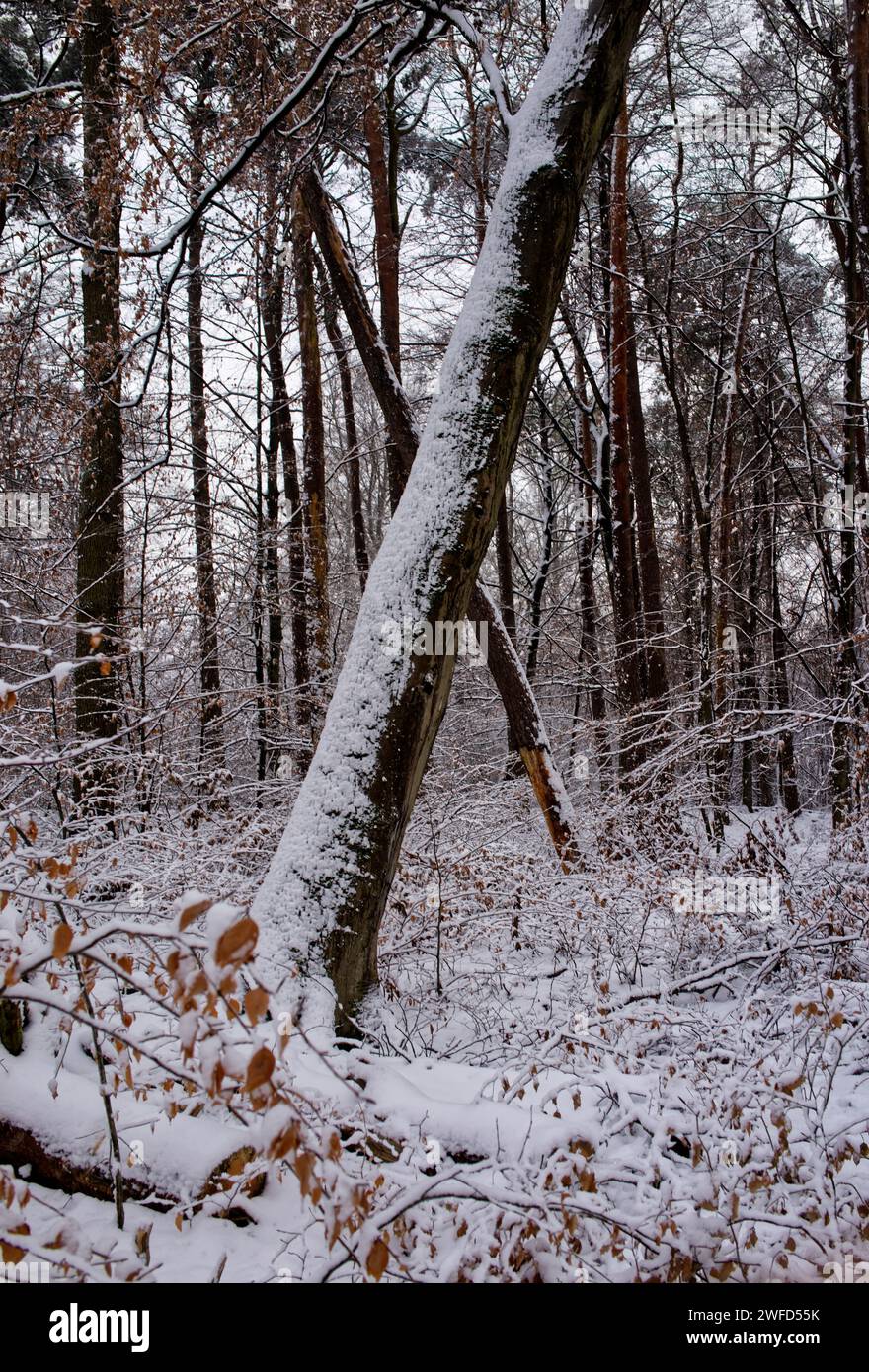 winter scenery of snow-covered tree trunks in the snowy forest, forming ...
