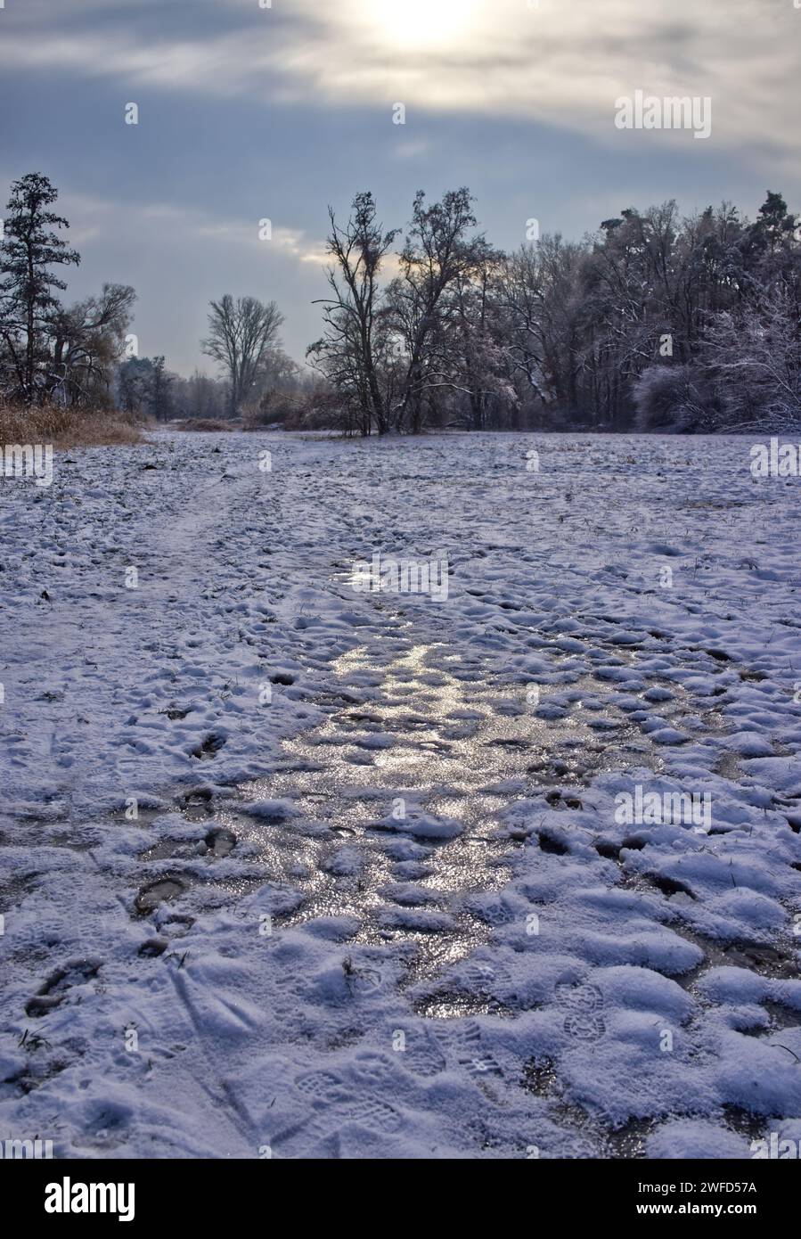 Tracks in a winter landscape with trees hi-res stock photography and ...