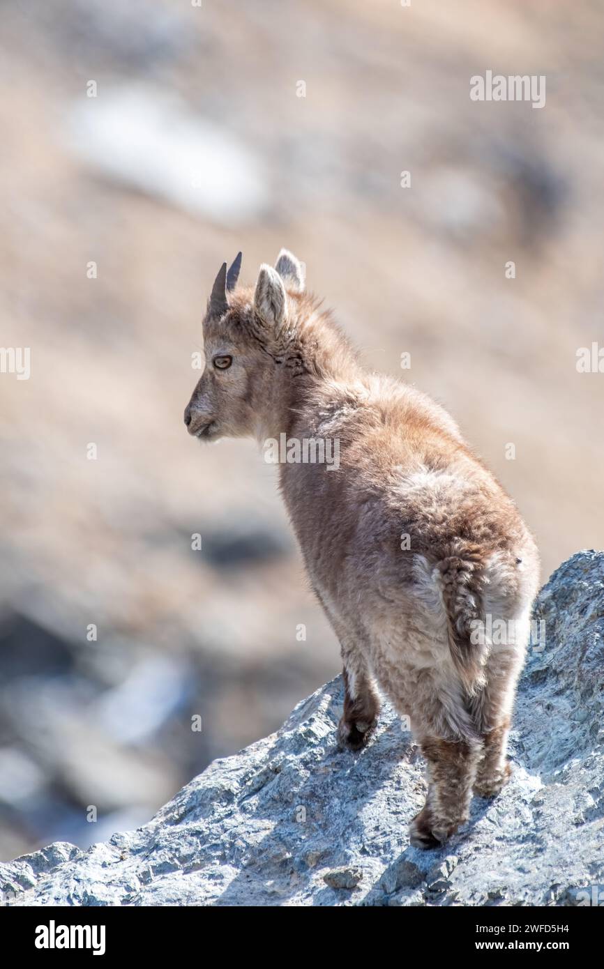 Cute vub hi-res stock photography and images - Alamy