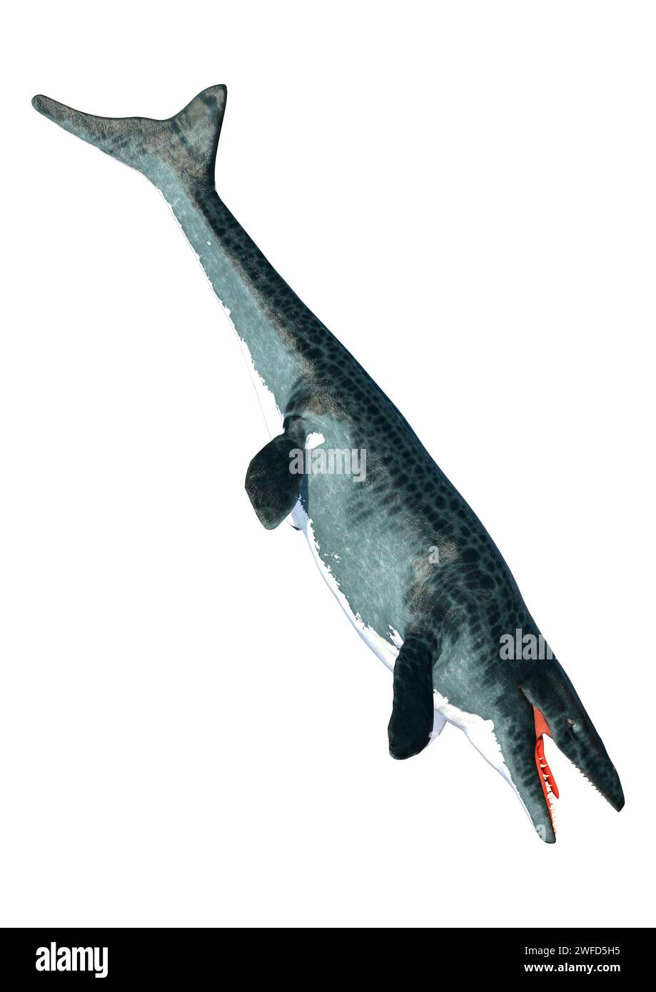 3D rendering of a large marine extinct reptile Mosasaur isolated on ...