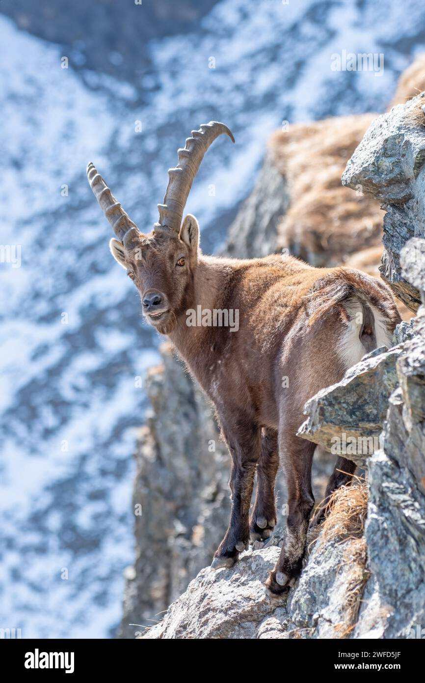 Male alpine ibex (Caprex) facing an incredibly steep cliff against ...