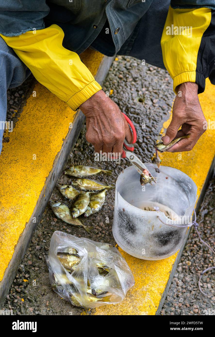 HONG KONG SAR,CHINA. January 26th, 2024. A local fisherman In Victoria ...