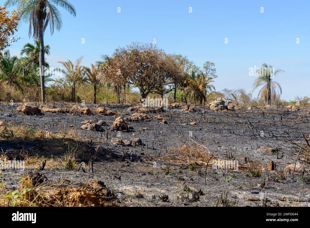 Fire and burning in the Brazilian Caatinga biome, in the hinterland of ...
