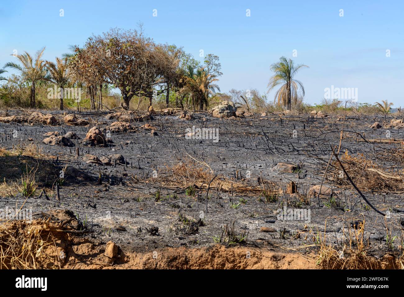 Fire and burning in the Brazilian Caatinga biome, in the hinterland of ...