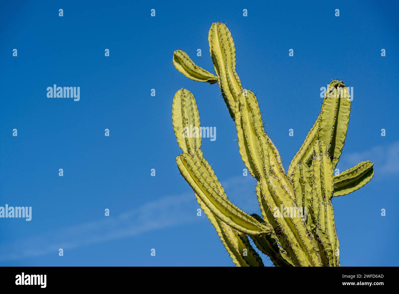 Brazilian caatinga biome, the Mandacaru cactus in Exu, Pernambuco ...