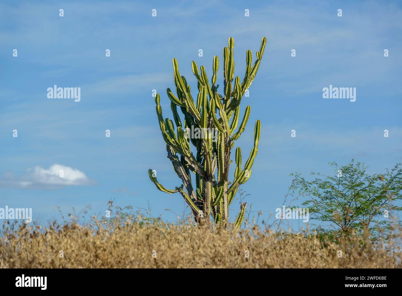Brazilian caatinga biome, the Mandacaru cactus in Exu, Pernambuco ...
