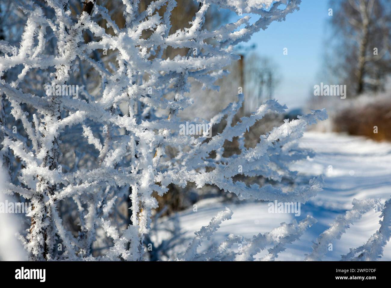 tree branch beautifully frozen, close-up view of frozen crystal and ...