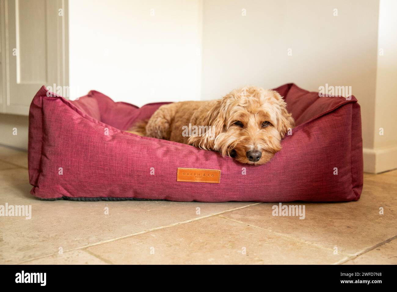 Dog in bed Stock Photo - Alamy