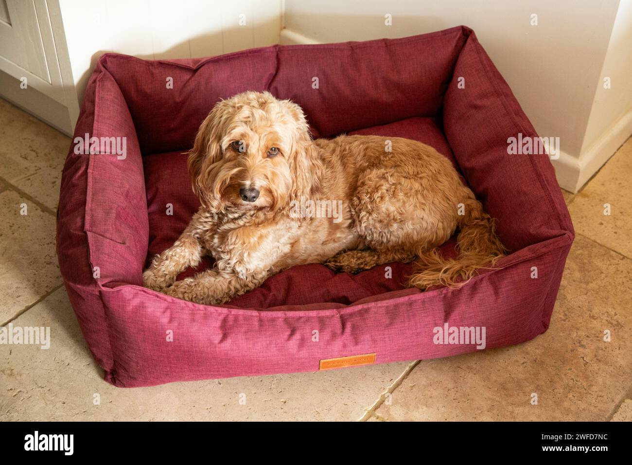 Dog in bed Stock Photo - Alamy