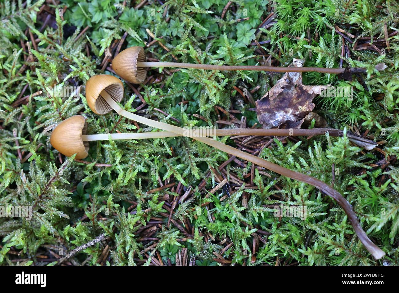 Subpubescens hi-res stock photography and images - Alamy