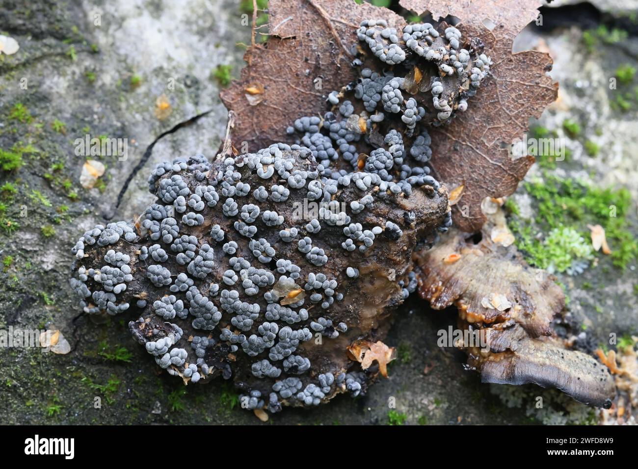 Physarum leucophaeum, a slime mold from Finland, no common English name ...