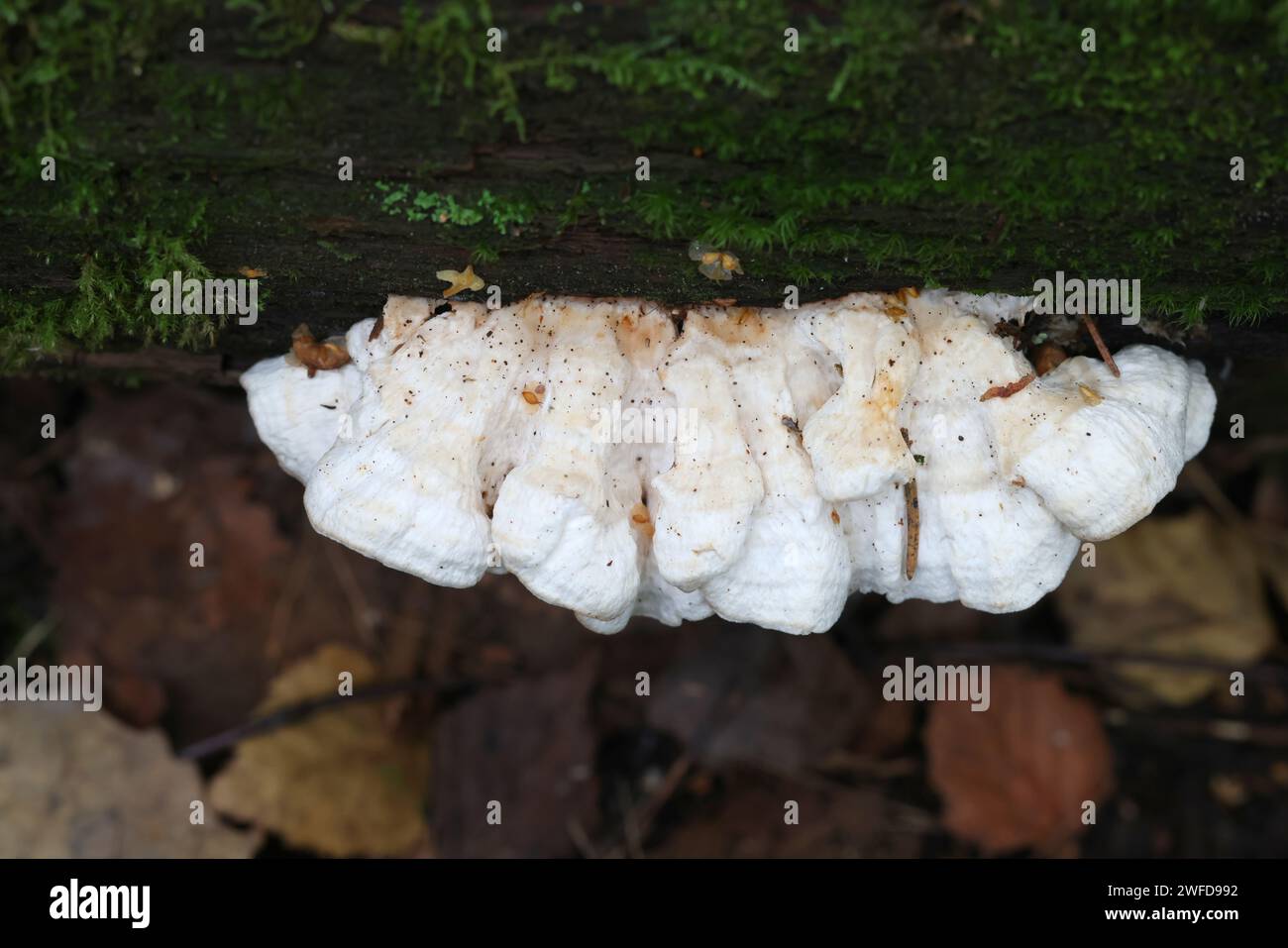 Undosus hi-res stock photography and images - Alamy