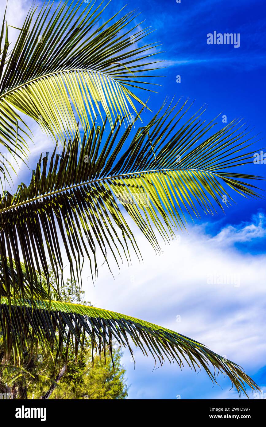 Palm tree fronde against cloudy blue sky, Choeng Mon beach, Bo Phut, Ko ...